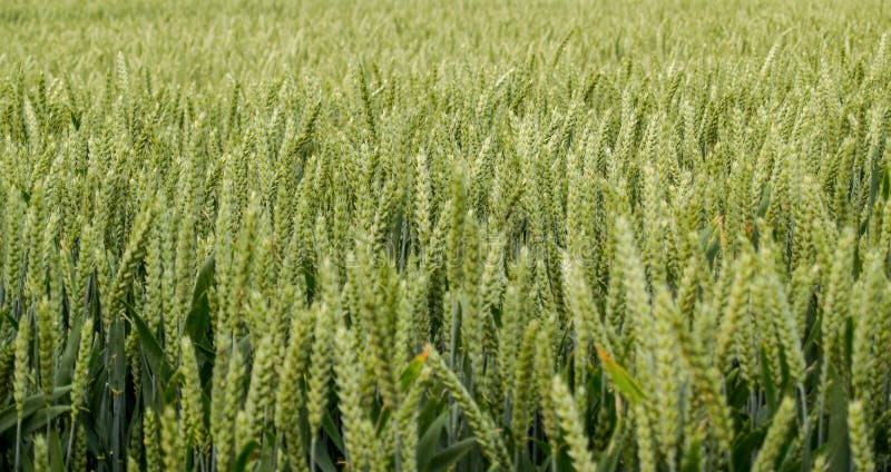 Field of Barley in Rural England Stock Image - Image of scene, rural ...