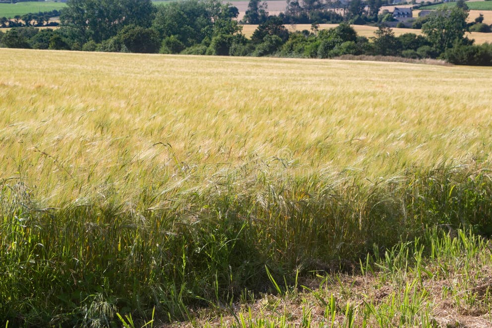 Field of barley stock image. Image of france, barley - 235512749