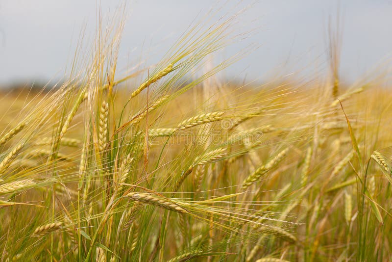 Field of barley stock image. Image of golden, yellow - 191441641