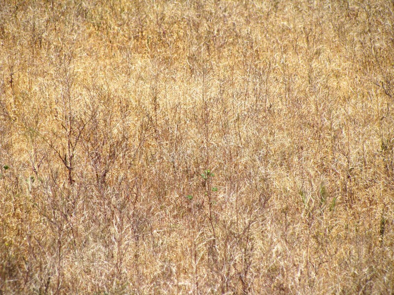 Barren Field Stock Images - Download 7,592 Royalty Free Photos