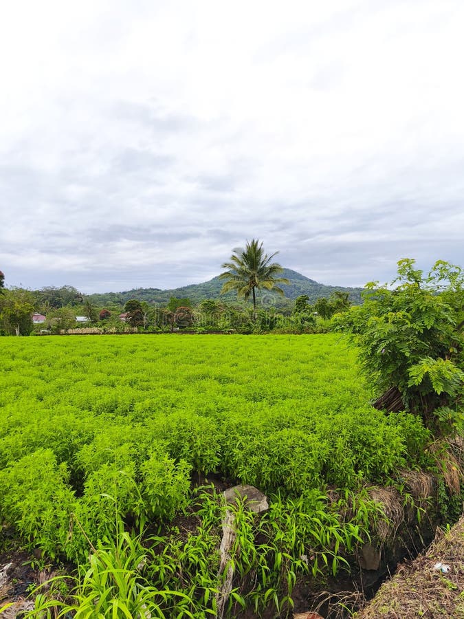 Field of Basil in Tondano Morning Time Stock Photo - Image of clouds ...
