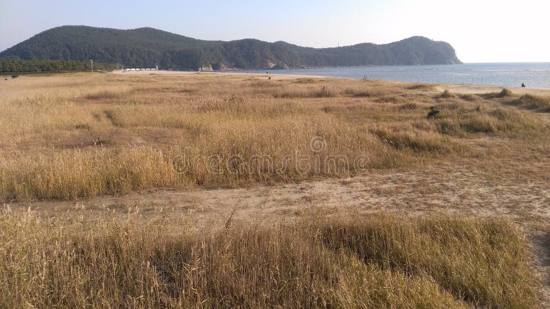 Field in the beach stock photo. Image of beach, brown - 176877802
