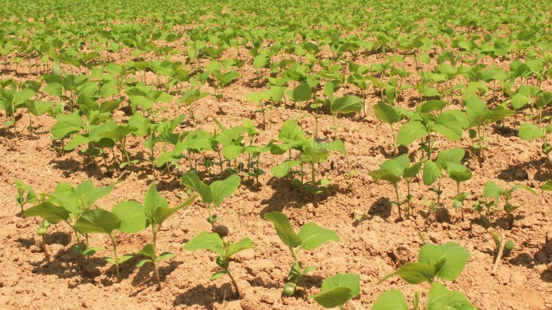 Field beans stock photo. Image of bean, green, growth - 56008794