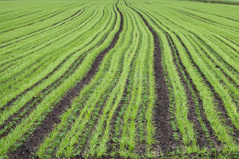 Field Beans and Wheat Intercropping Stock Image - Image of beans ...
