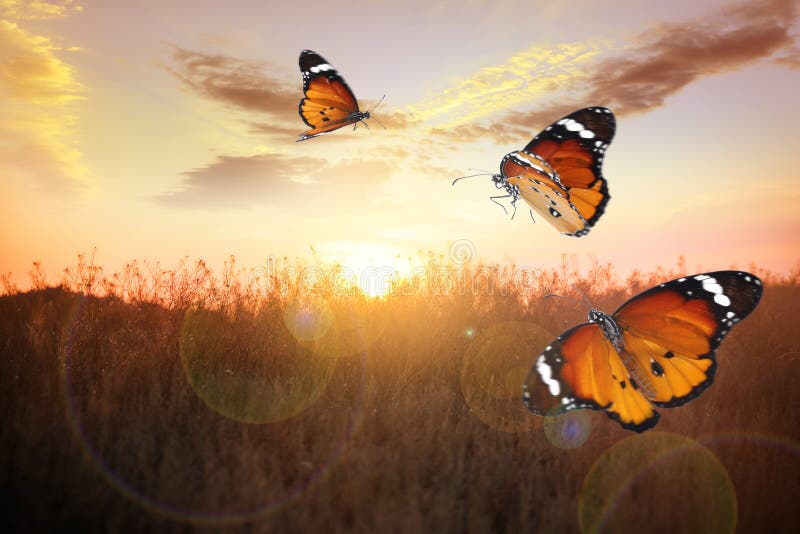 Field with Butterflies Lit by Morning Sun Stock Image - Image of dream ...