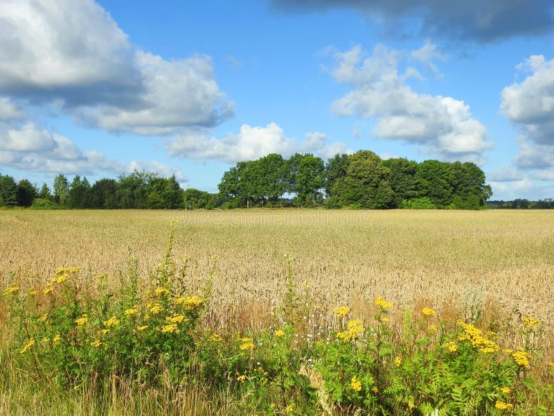 Lithuanian Summer Landscape Stock Image - Image of plant, flower: 99231543