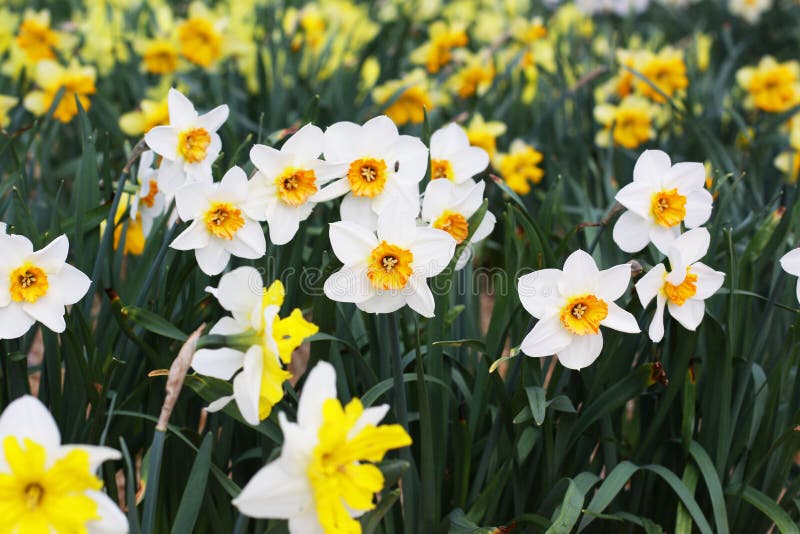 Field of Beautiful Daffodils Stock Photo - Image of multi, beauty: 29646316