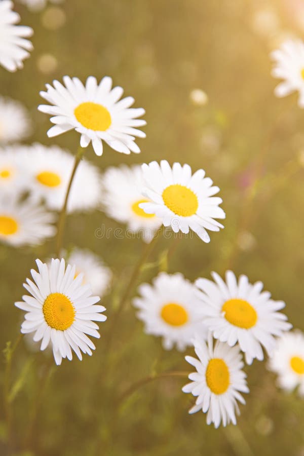 Field of Beautiful Daisy Flowers Stock Photo - Image of green, grass ...