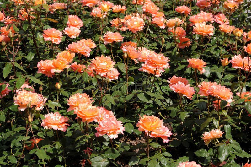 Field of Orange Colored Roses Stock Photo - Image of beautiful ...