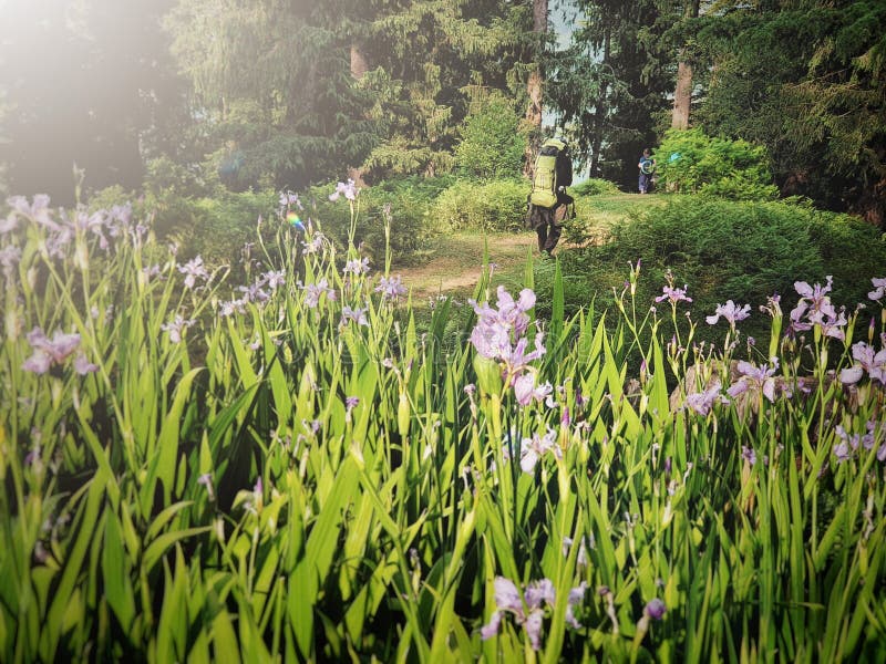 Iris Flowers Camp Stock Photos - Free & Royalty-Free Stock Photos from ...