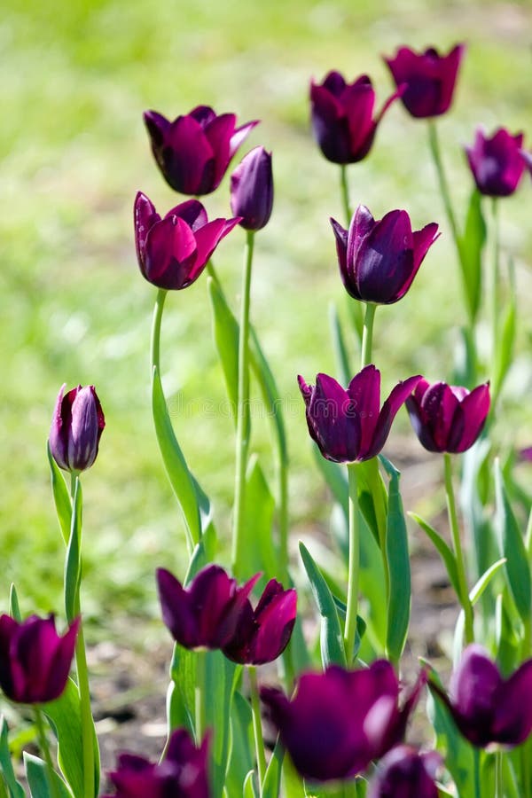 Field of purple tulips stock image. Image of light, bloom - 114304159