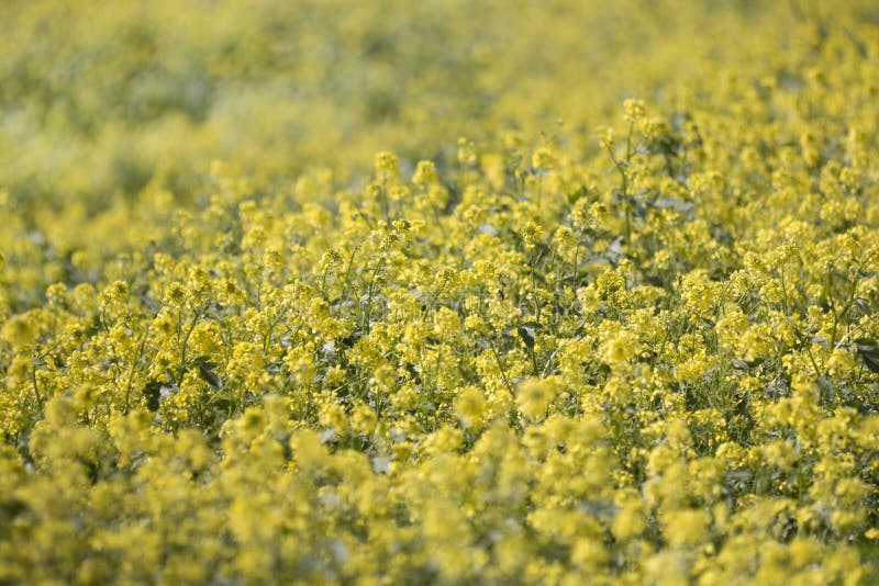 Rapaseed (Brassica Napus) Flower Stock Photo - Image of portuguese ...