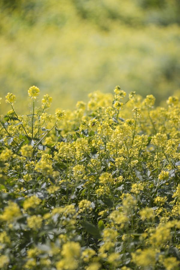 Rapaseed (Brassica Napus) Flower Stock Image - Image of rapaseed ...