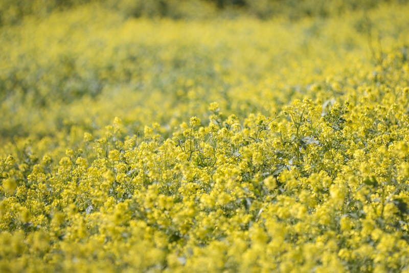 Rapaseed (Brassica Napus) Flower Stock Image - Image of spring, algarve ...