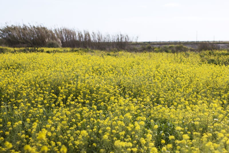 Rapaseed (Brassica Napus) Flower Stock Photo - Image of rapa ...