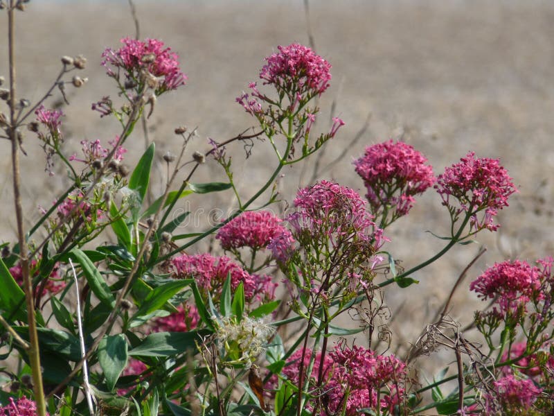 Field of Beautiful Red Valerian Flowers Stock Image - Image of lush ...