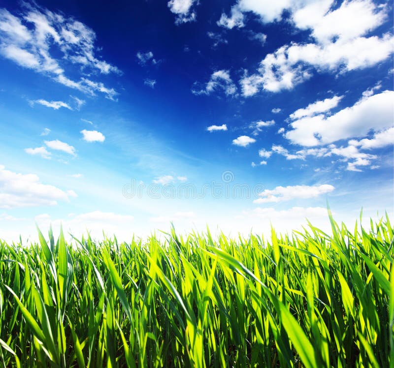 Field stock image. Image of cloud, heaven, ecology, color - 212076183