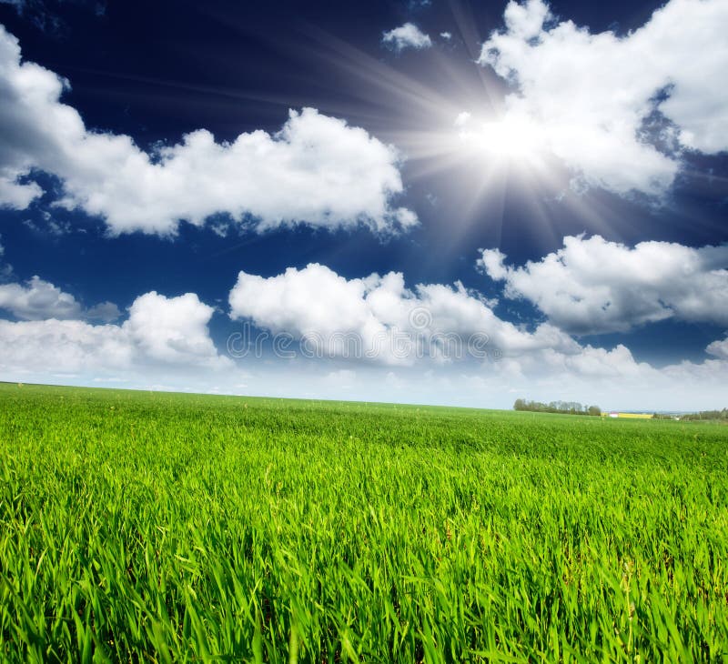 Field stock image. Image of landscape, fresh, grow, beam - 141378279