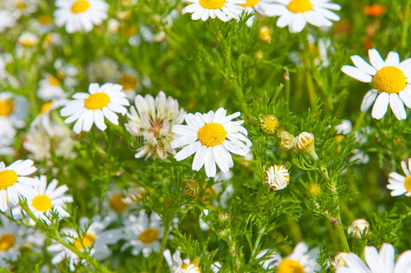 130 Daisy Wheels Stock Photos - Free & Royalty-Free Stock Photos from ...