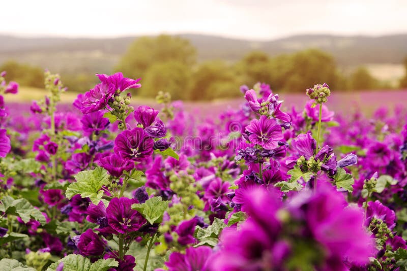 Mallow field stock image. Image of purple, meadow, plant - 72834491