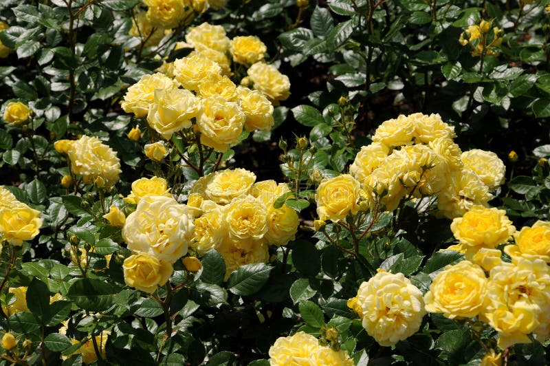 Field of Yellow Colored Roses Stock Image - Image of bush, fragrant ...