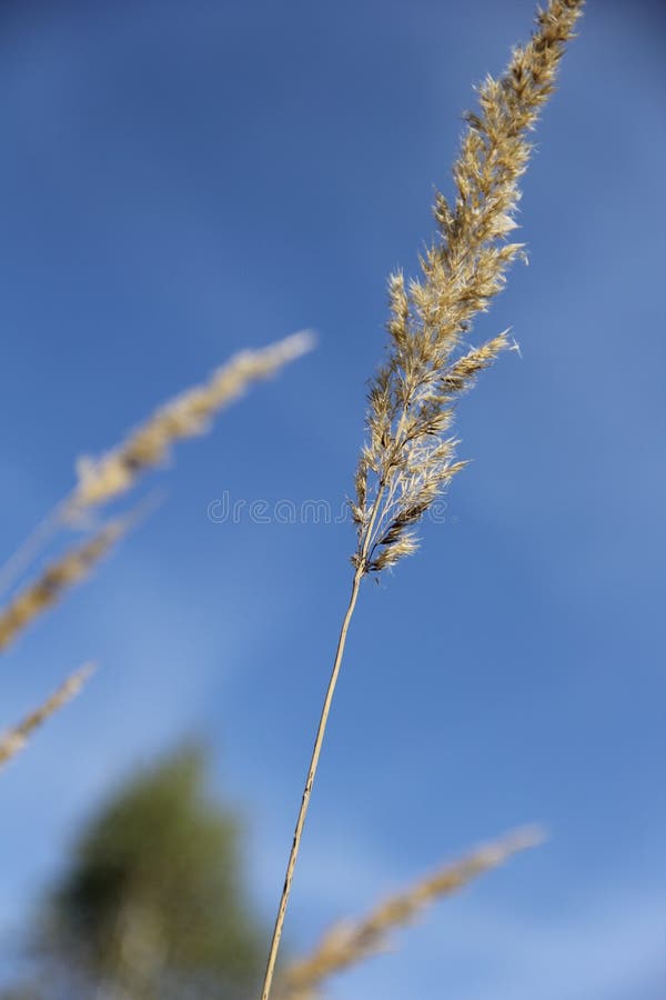 Field stock image. Image of beauty, plant, summer, wildnature - 84562227