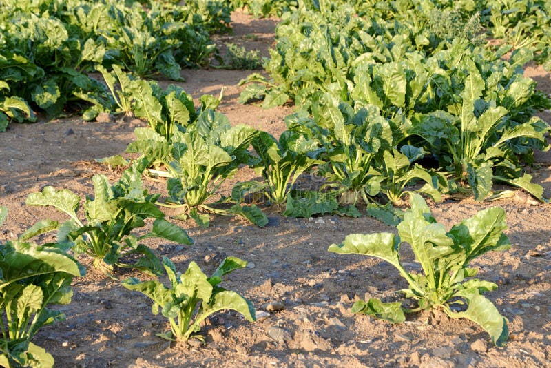 Beet field stock image. Image of agriculture, harvest - 191137483