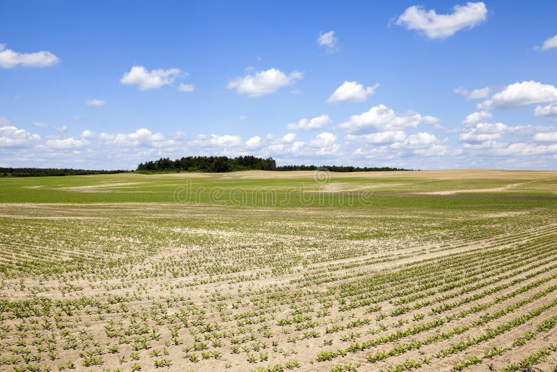 Field with beetroot stock photo. Image of horizon, green - 80290780