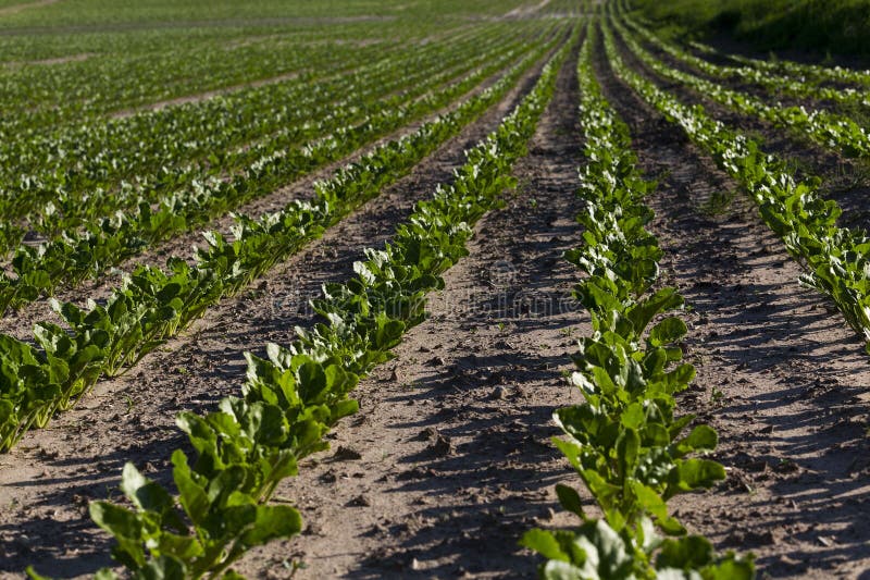 Field with beetroot stock photo. Image of organic, industry - 70581172