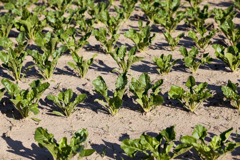 Field with beetroot stock image. Image of activity, agro - 73969289