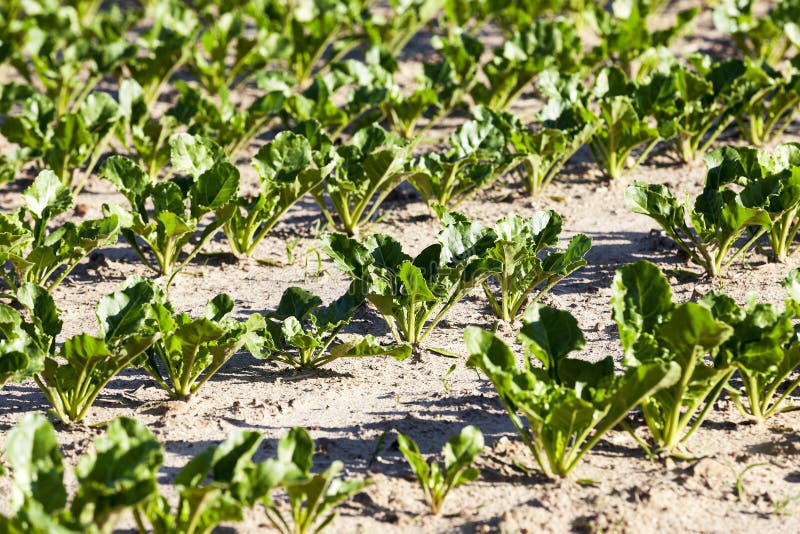 Field with beetroot stock photo. Image of biological - 74707372