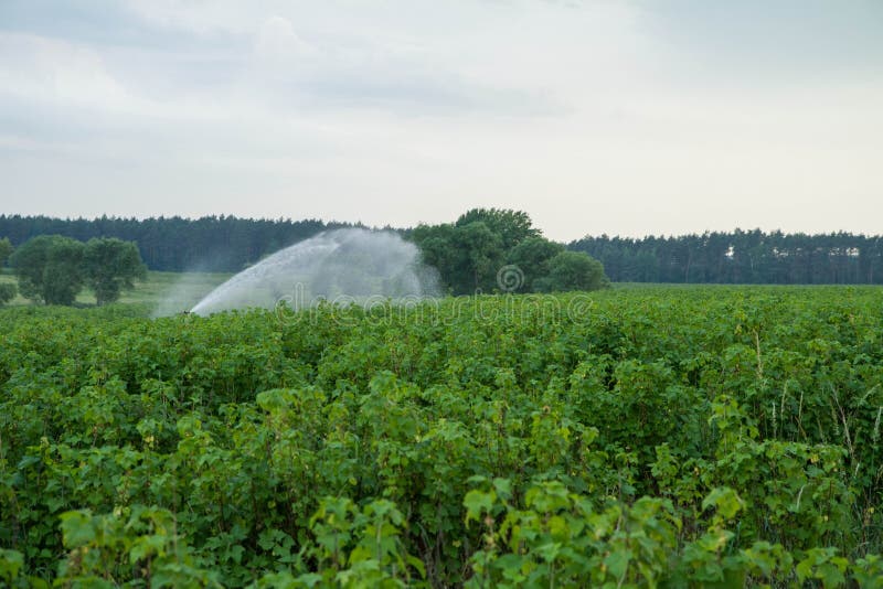 Field being watered stock photo. Image of blackcurrant - 118270768