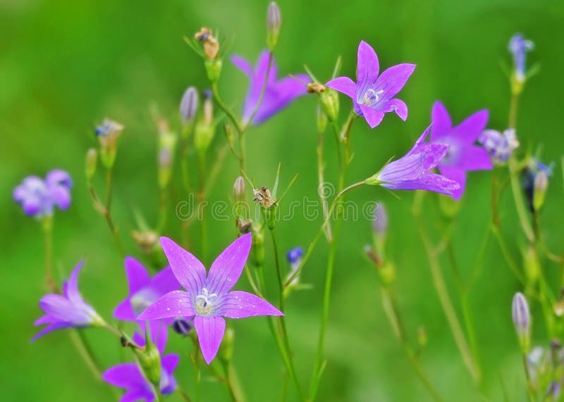 Field Bells and Butterflies Hand-painted Pattern. Watercolor ...