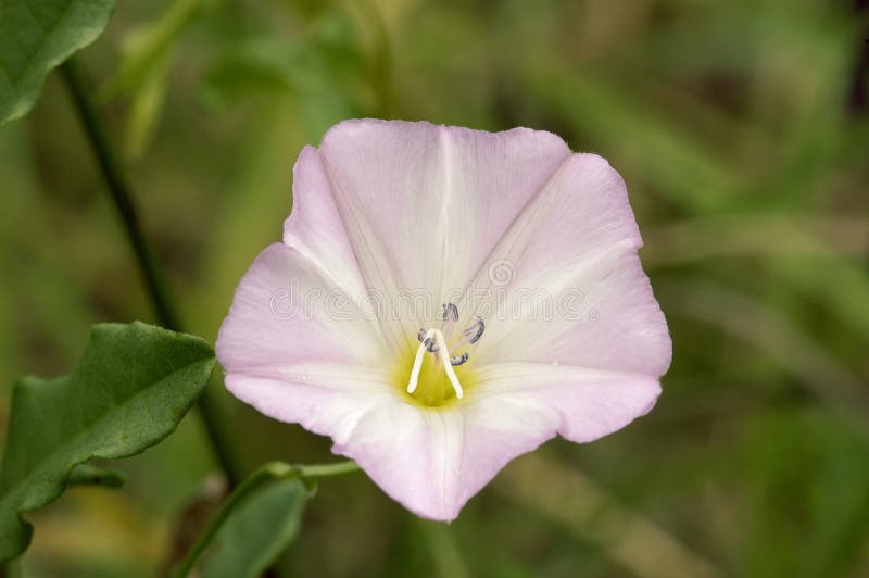 Field Bindweed stock photo. Image of convolvulus, britain - 187448088