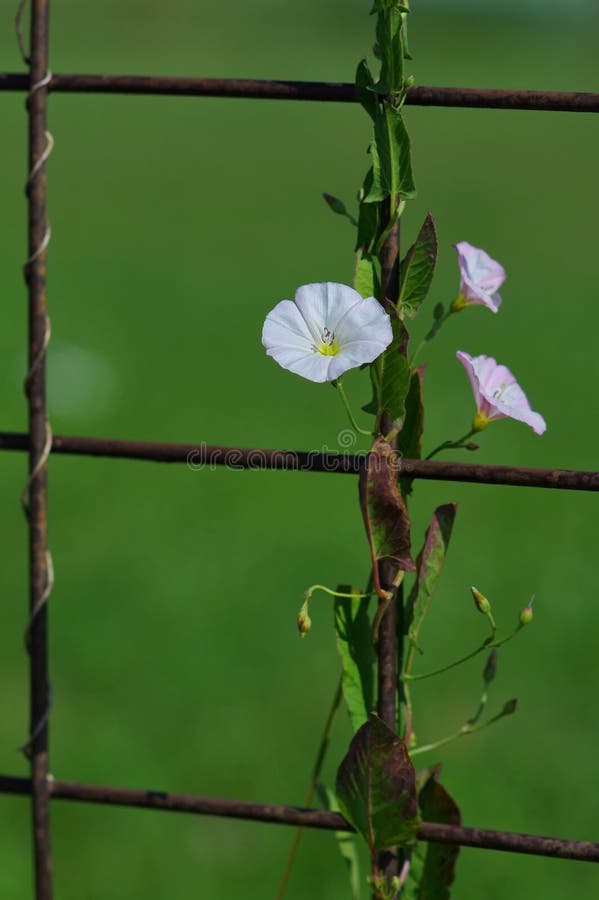 Field Bindweed in a Field among Wheat Ears Stock Photo - Image of ...