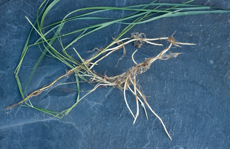 Field Bindweed Lat Convolvulus Arvensis Pulled Ground Its Root Stock Photos - Free & Royalty ...