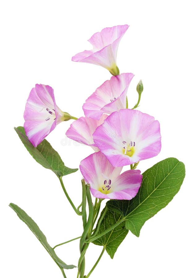 Field Bindweed Pink Flowers on Branches Isolated Stock Photo - Image of ...