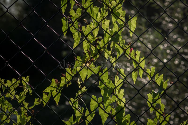 FIELD BINDWEED stock image. Image of life, portrait - 344494035