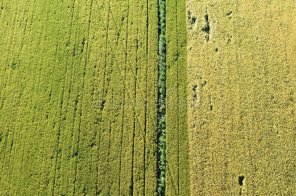 Field, bird eye stock photo. Image of outdoors, suburbs - 20295242