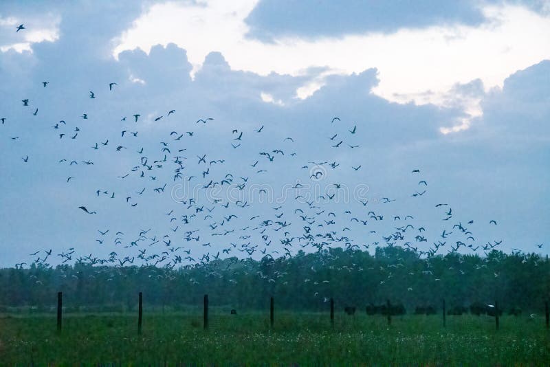 Field with birds flying stock photo. Image of animal - 266709490