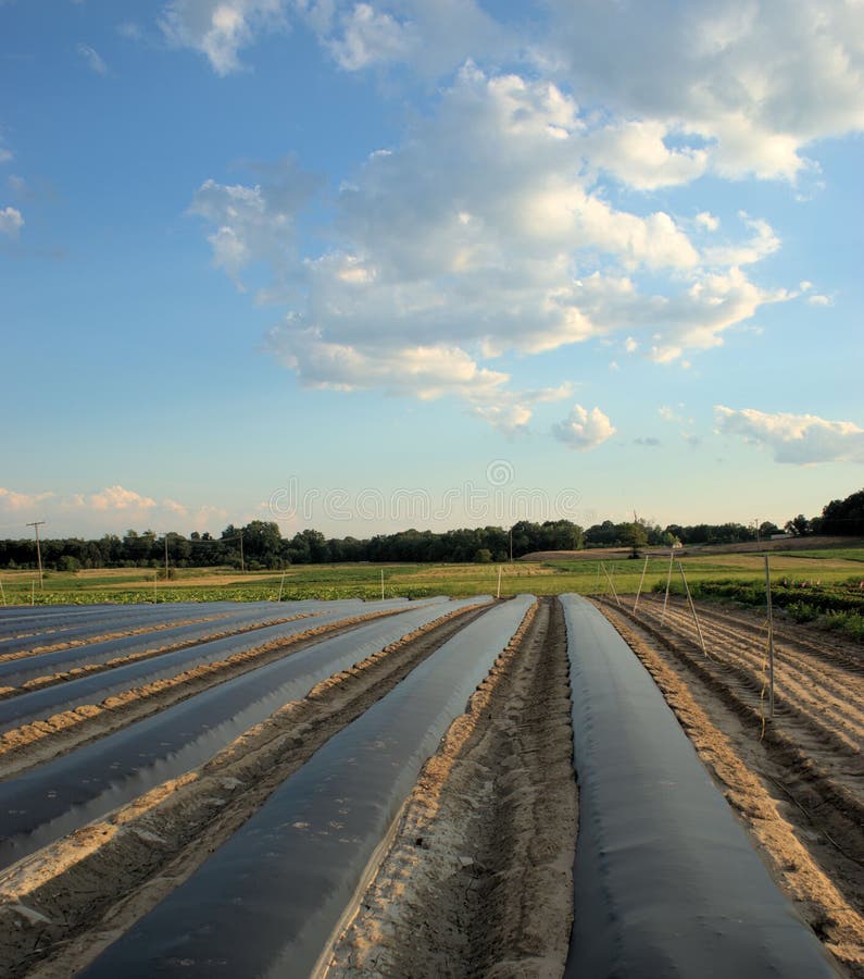 Field with Black Plastic Row Covers Stock Image - Image of covering ...