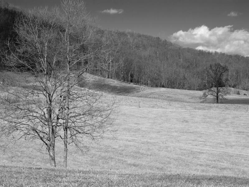 Field black and white stock photo. Image of field, pasture - 49748554
