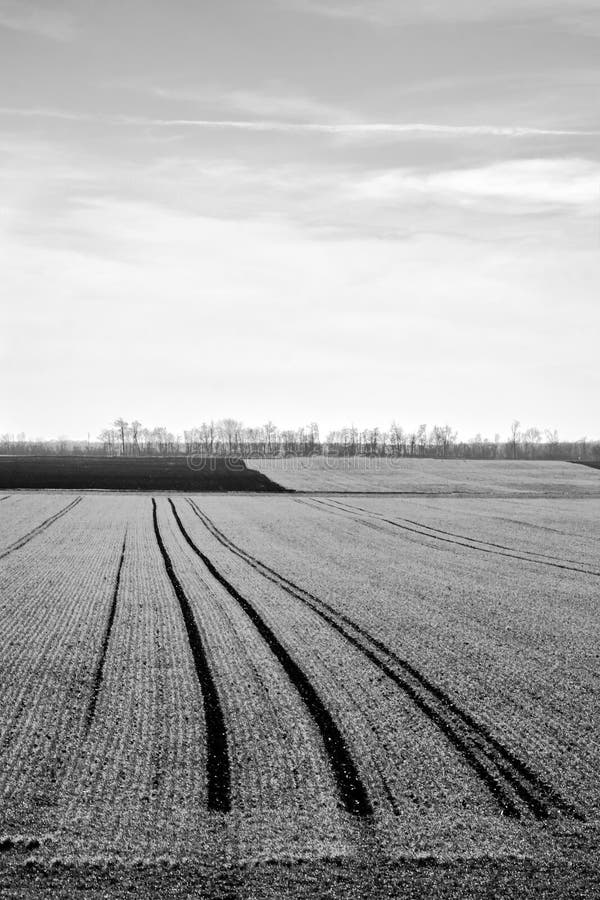 Field on black and white stock image. Image of crop, growth - 30230141