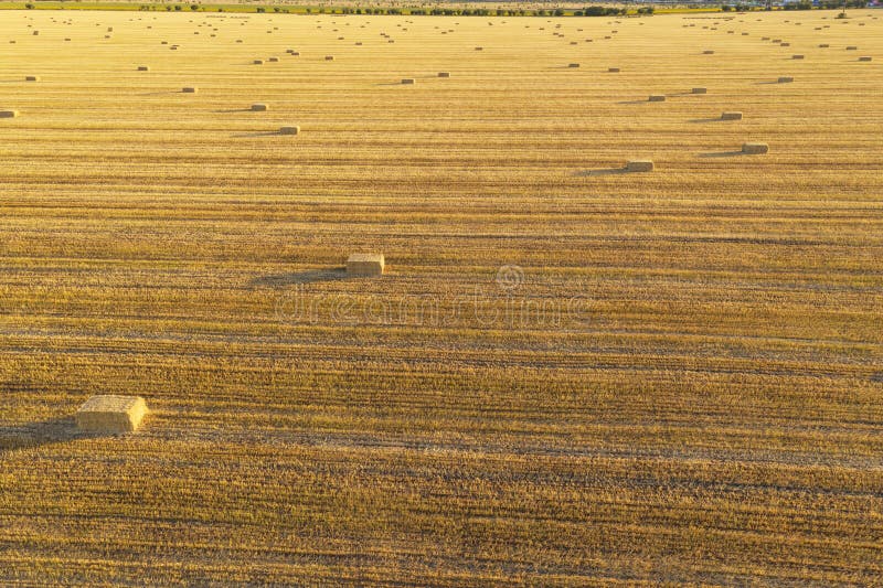 Field with Blocks of Wheat. Harvested. Top View Stock Image - Image of ...