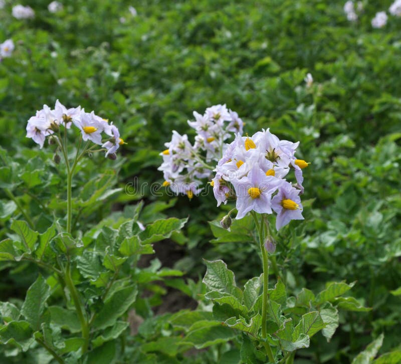 In the Field Bloom Potatoes Stock Photo - Image of gardening, blossom ...