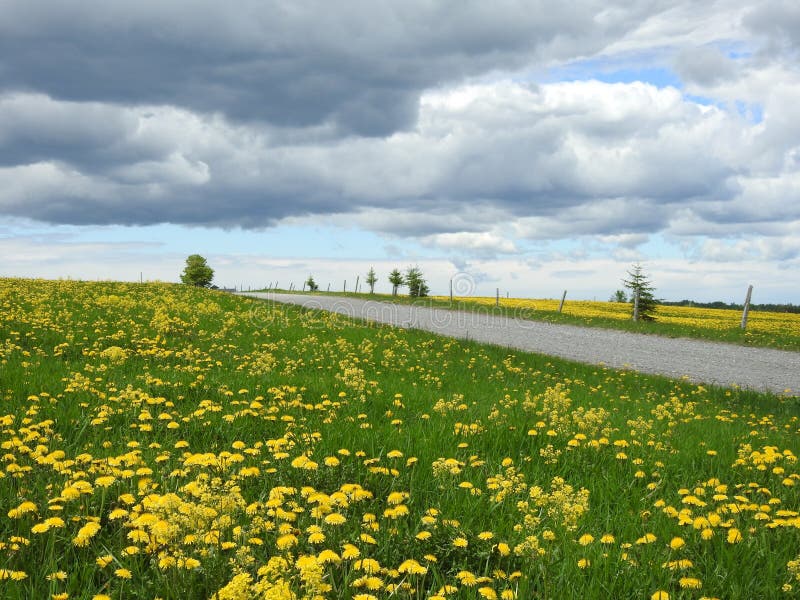 A Field in Bloom Under a Cloudy Sky Stock Image - Image of north, early ...