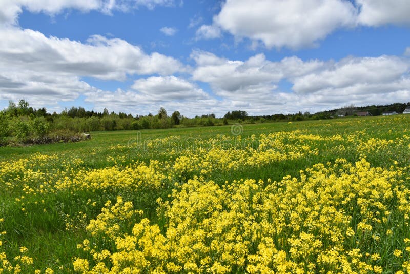 A Field in Bloom Under a Cloudy Sky Stock Image - Image of field ...
