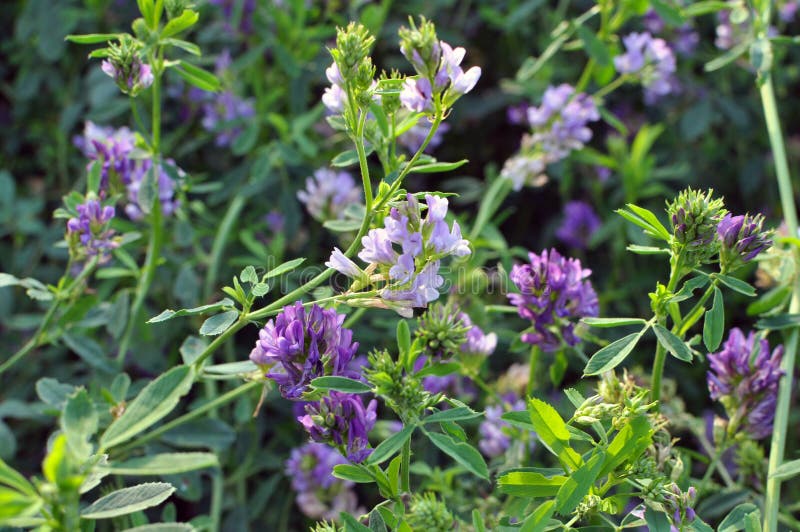 The Field is Blooming Alfalfa Stock Image - Image of forage, natural ...
