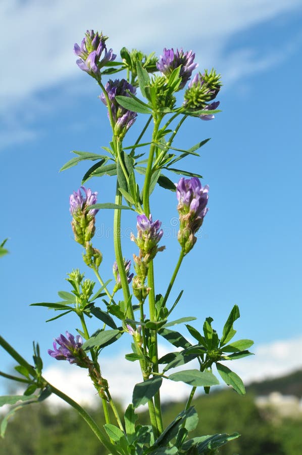 The Field is Blooming Alfalfa Stock Image - Image of fodder, protein ...