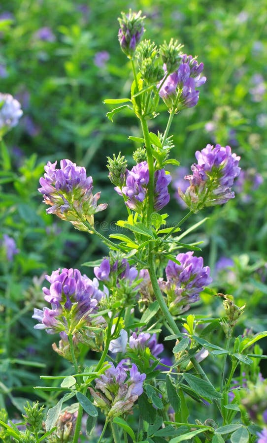 The Field is Blooming Alfalfa Stock Image - Image of lucerne, alfalfa ...